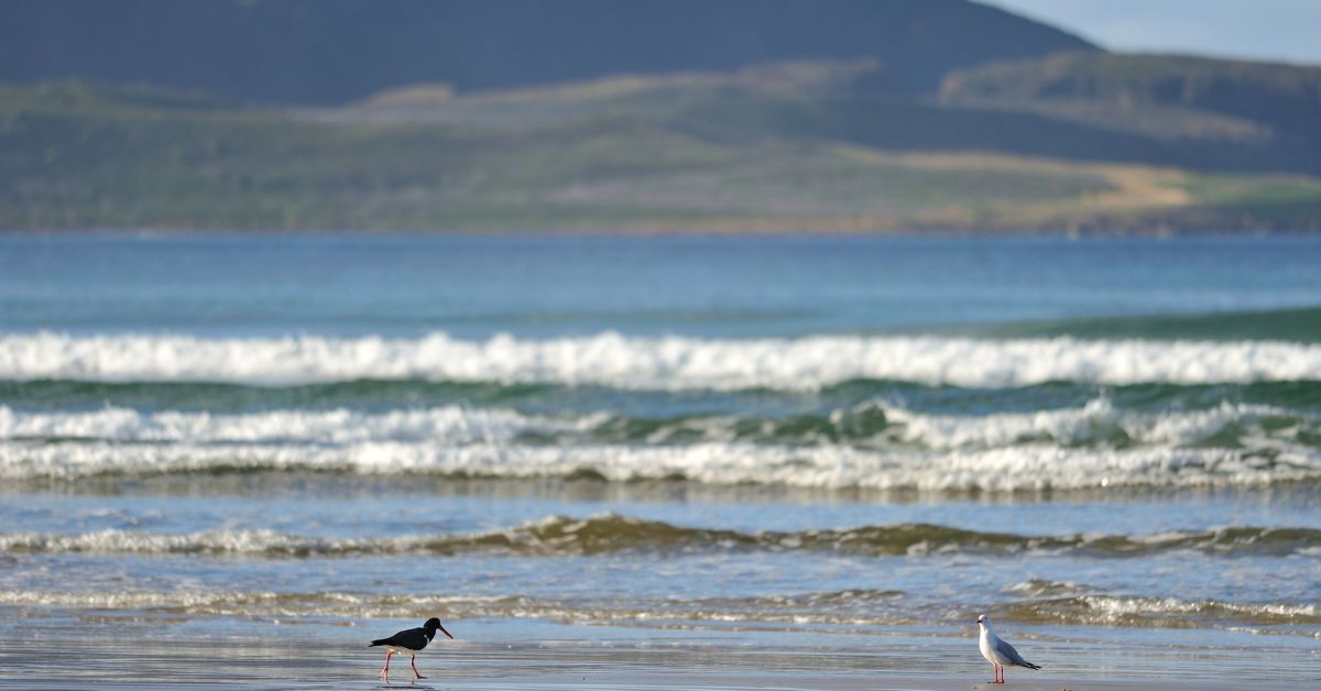 Tasman Sea: Geography, Climate, & Geological (Updated)