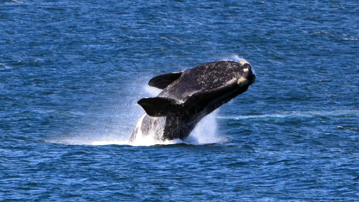 Southern Ocean: A Journey to the End of the Earth (Updated)